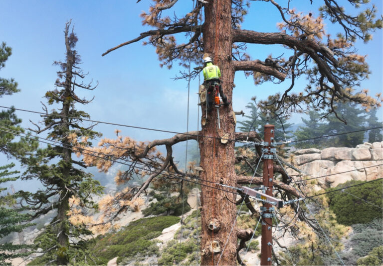 Contact Us - Rancho Tree Service